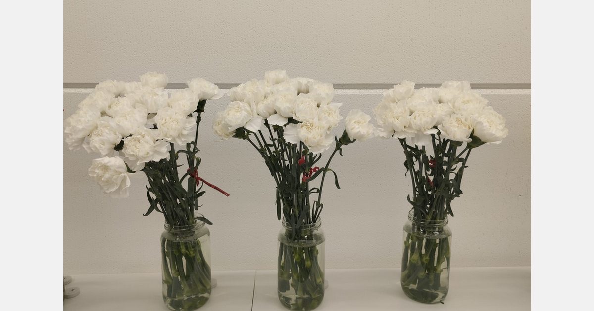 Prolonging the freshness of cut carnations
