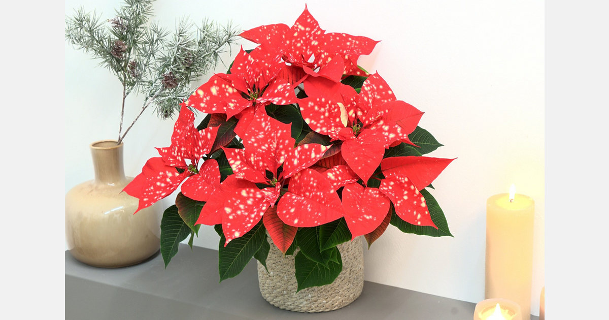 Selecta to present new products and projects at IPM 2025