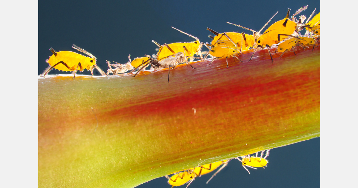 Protecting crops and the environment with natural pyrethrins