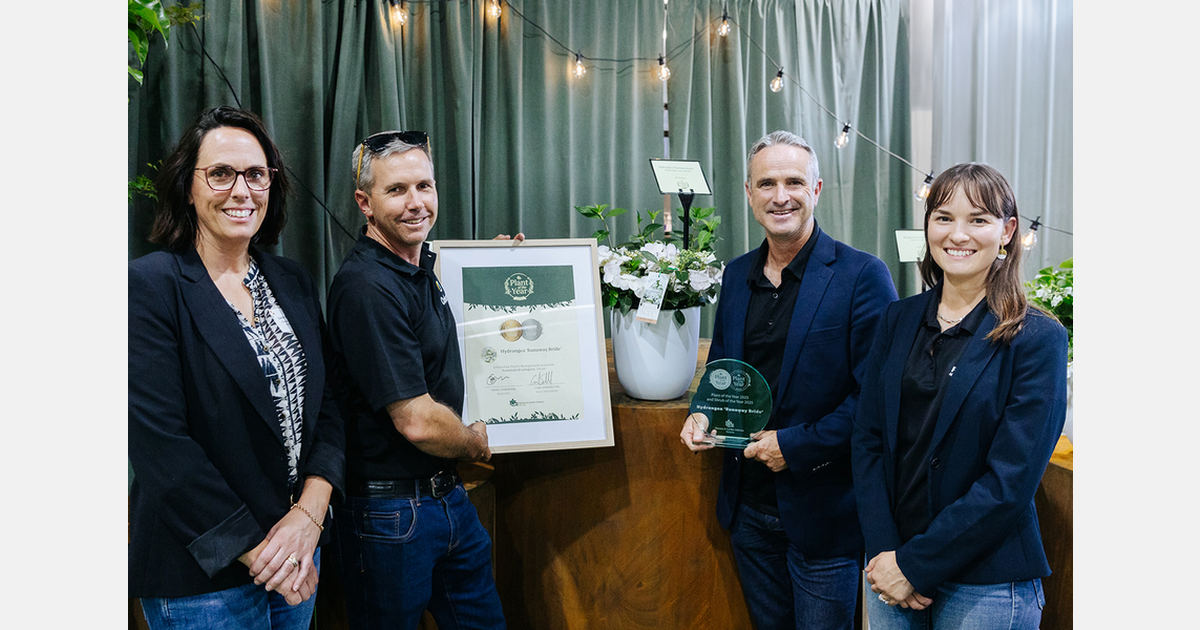 Garland Hydrangea Runaway Bride: Plant of the Year in Australia and new ...