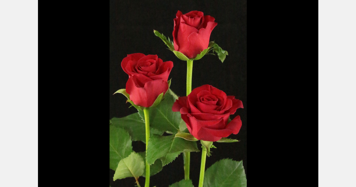 De Ruiter East Africa introduces latest rose