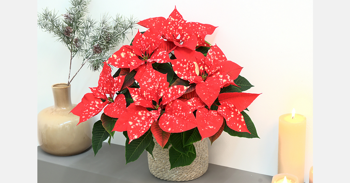 Selecta one announces that new projects will be presented at IPM Essen 2025