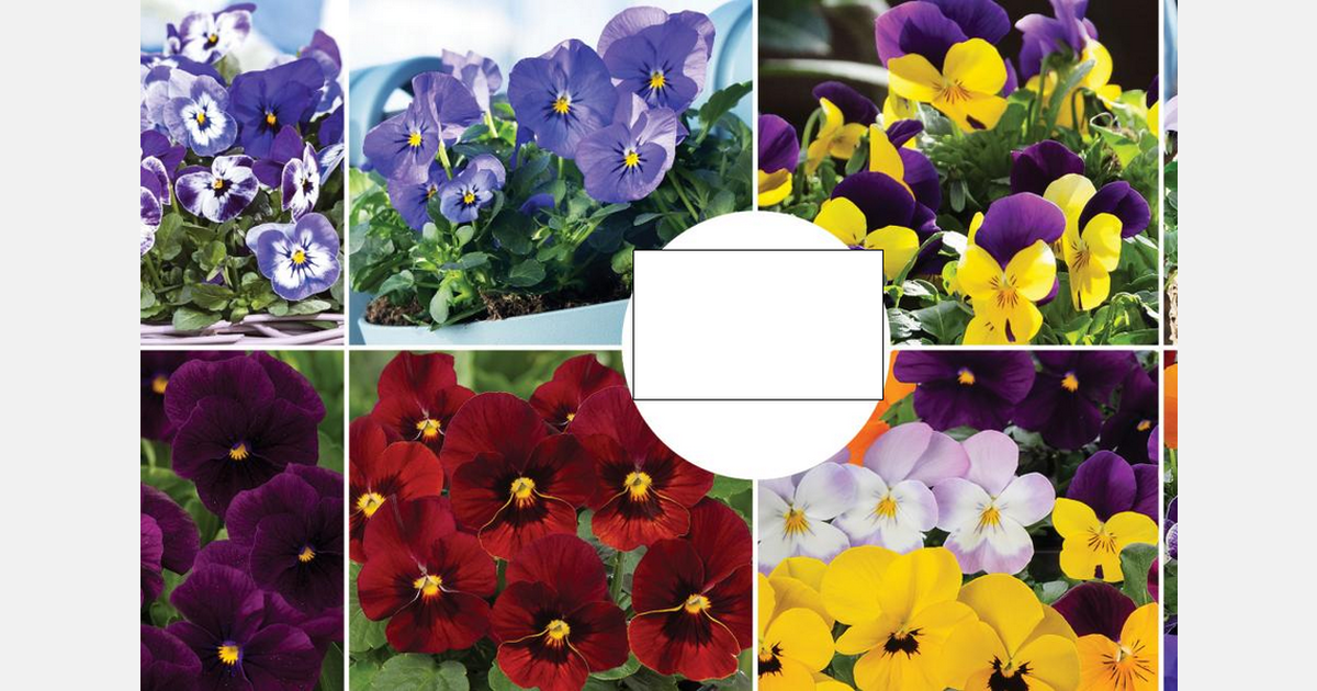 New viola cornuta introduced at IPM Essen