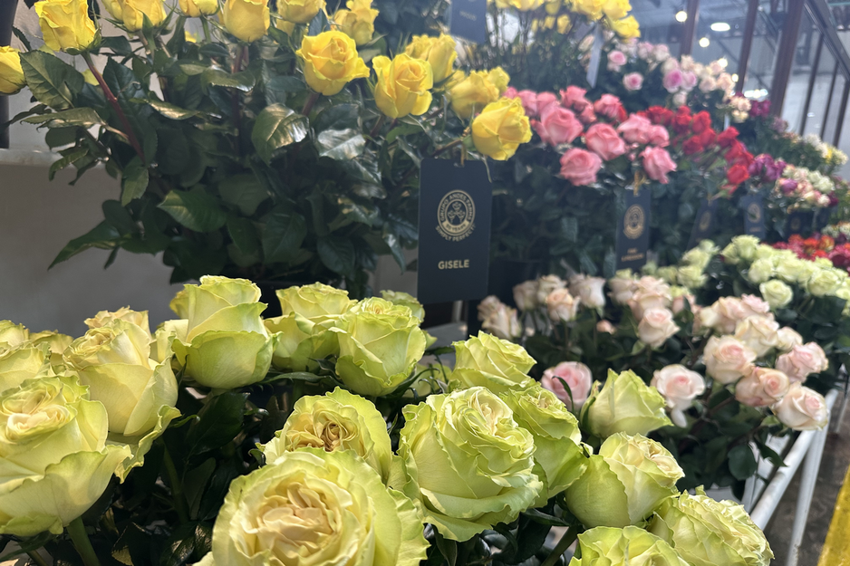 Millions of Colombian flowers are crossing borders for Valentine's 2025