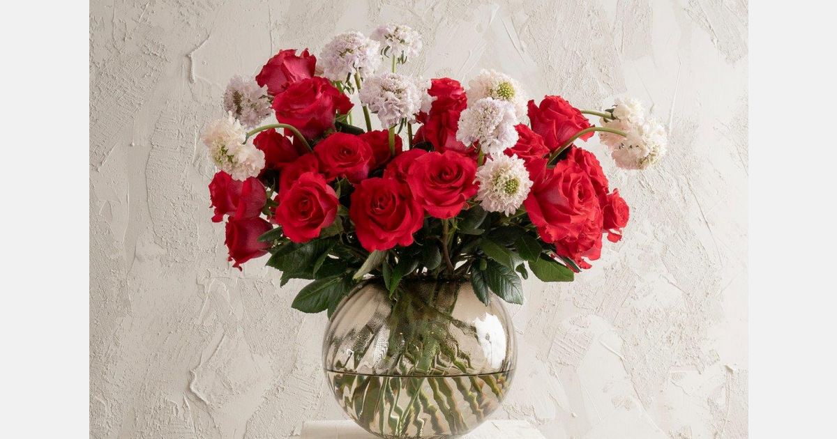 Danziger to showcase Senti roses at various open days