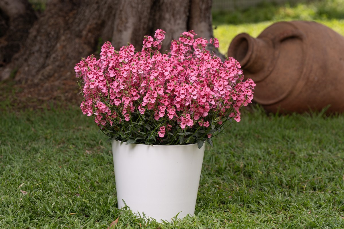 Danziger's 2026 genetics to be showcased at CAST