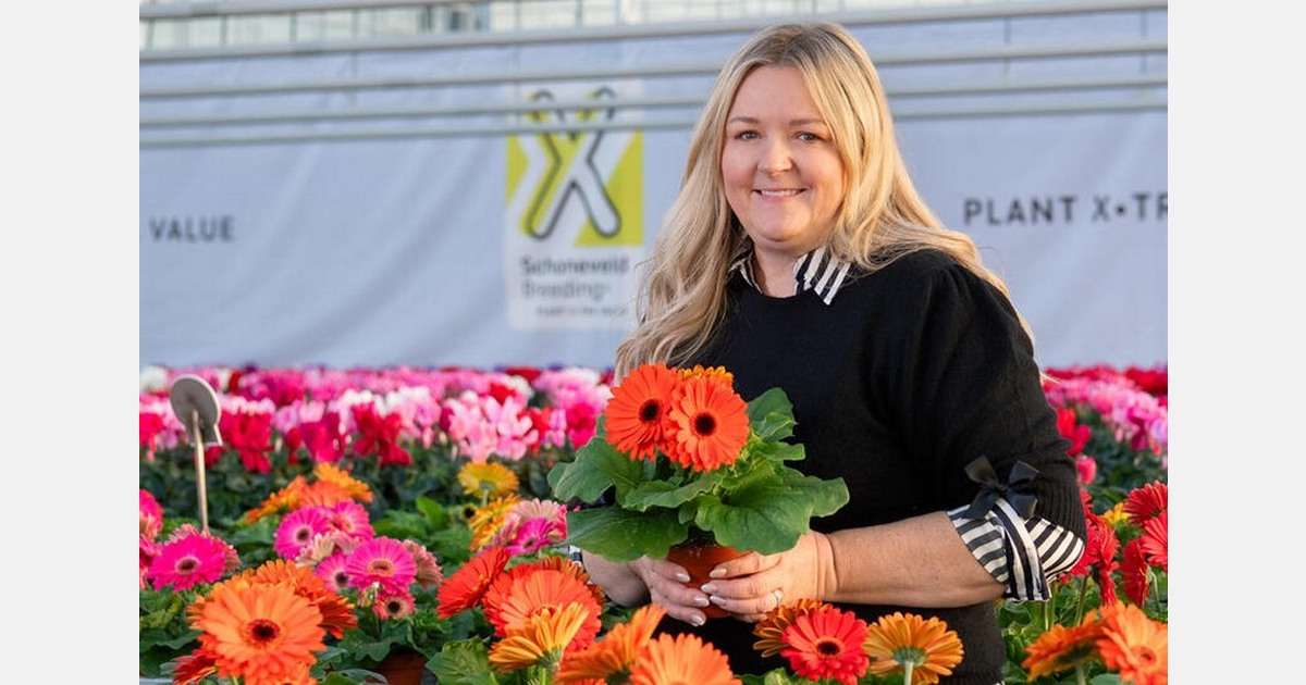 Joybera: "the gamechanger in Gerberas, combining efficiency and ...