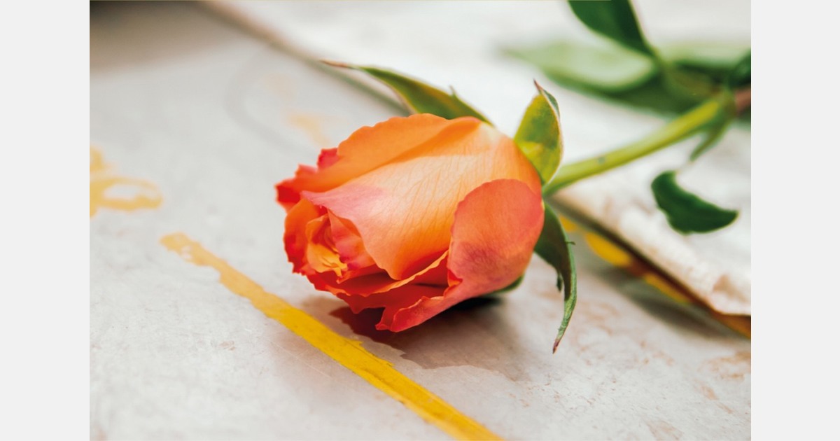 Looking at the grading standards for premium roses