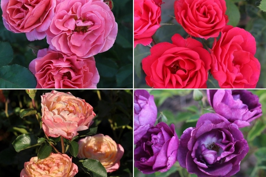 Climbing roses on the rise: A new collection steps in