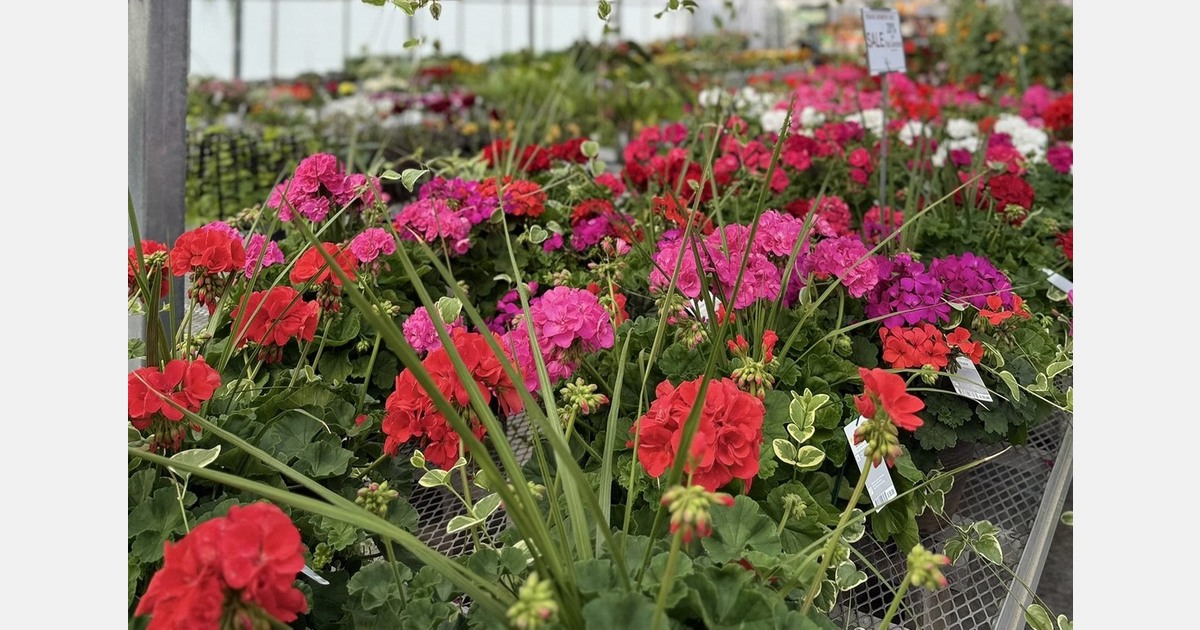 US (MN): How Wagners and Jiffy prepare for one of the flower industry’s ...