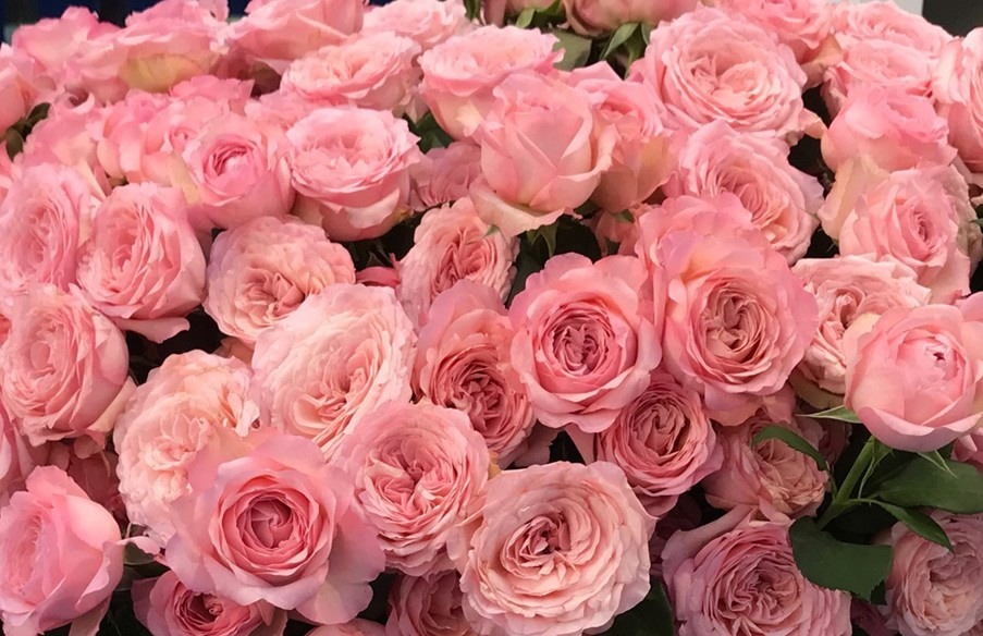 "We are now accepting reservation for this new spray rose variety"