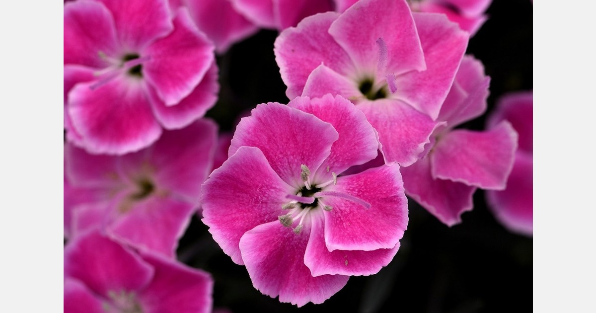 "It-Girl is the new promising Perennial Dianthus in our Dianthus range"