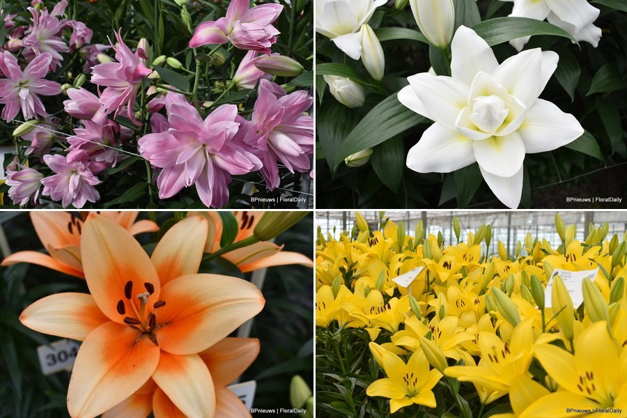Photo report: Dutch Lily Days 2025