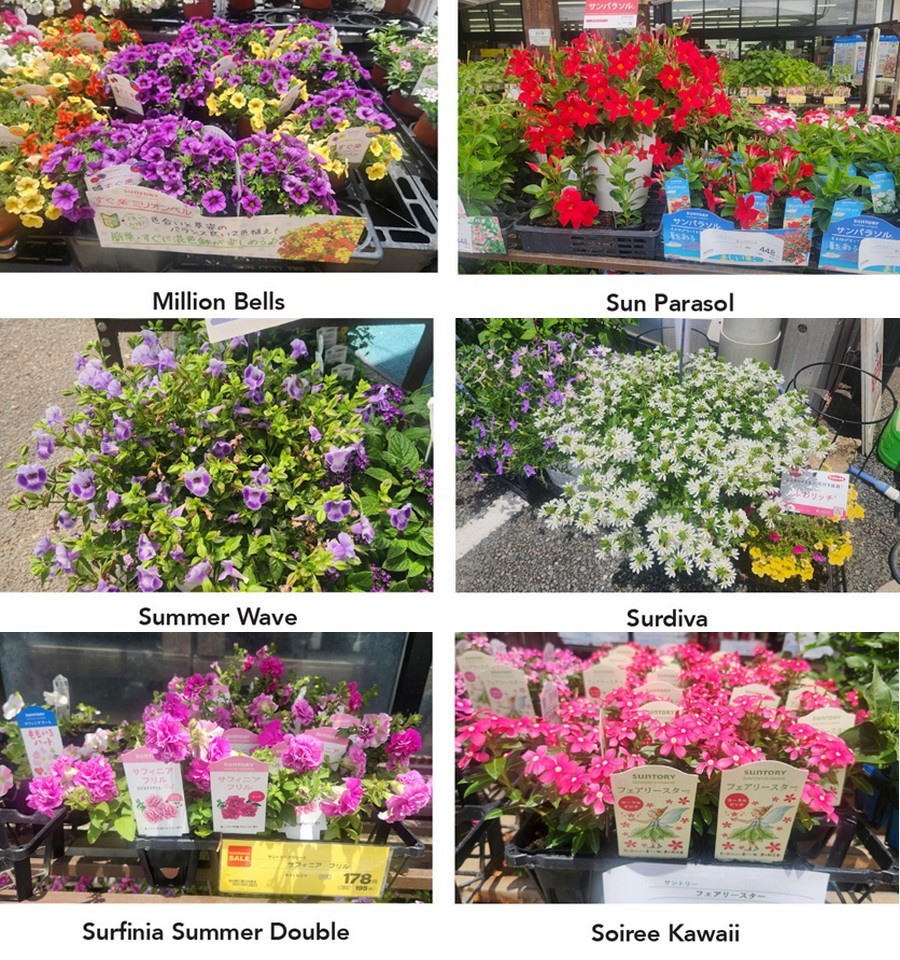 Suntory Flower G5 Summit