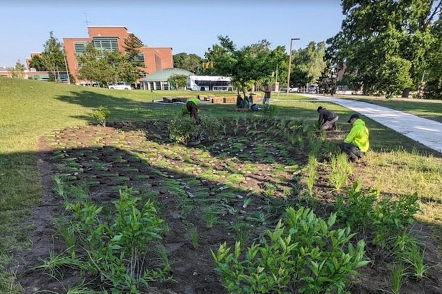 US (MI): National Pollinator Week at MSU – planting for the future