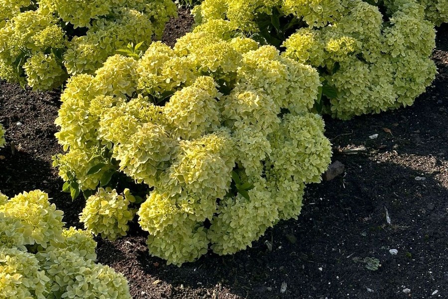 Bloomin' Easy unveils 17 new varieties for 2026