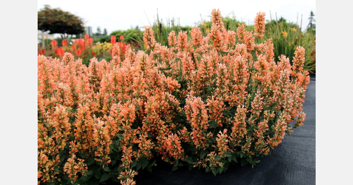 Terra Nova Nurseries releases ‘Rooted in the Past, Blooming for the Future’ catalog