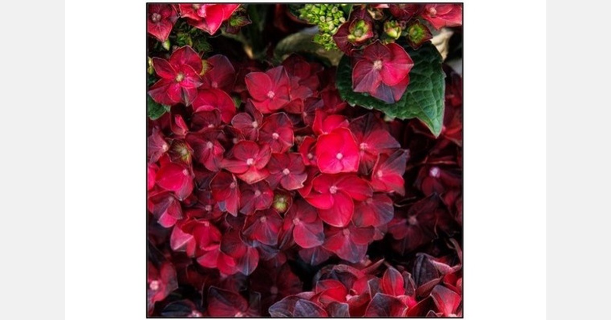 Monrovia celebrates 100 years with a new hydrangea