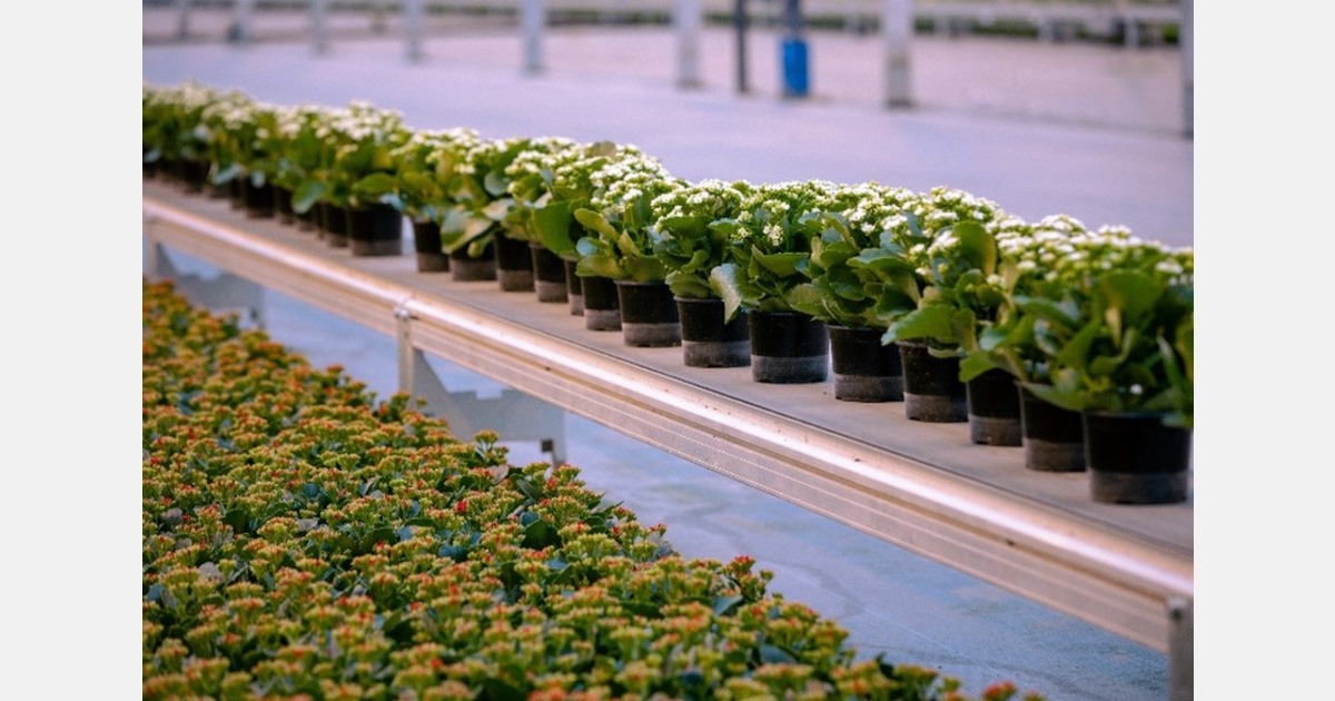 CAN: 5 Mile long conveyor belt network commissioned for flower grower