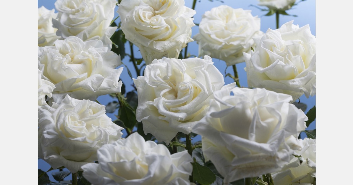 US: 2025 Rosaprima & Floraprima new variety launch event dates announced