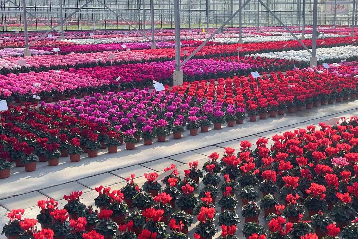 Morel Flowers opens doors for 2025 trials