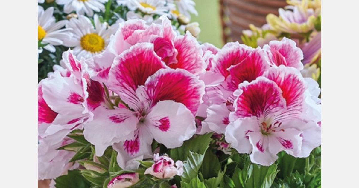 UK: Earley Ornamentals unveils 2026 bedding and perennial catalogs