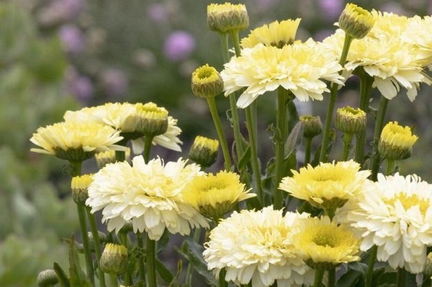 New program kicks off Monrovia's centenary celebrations