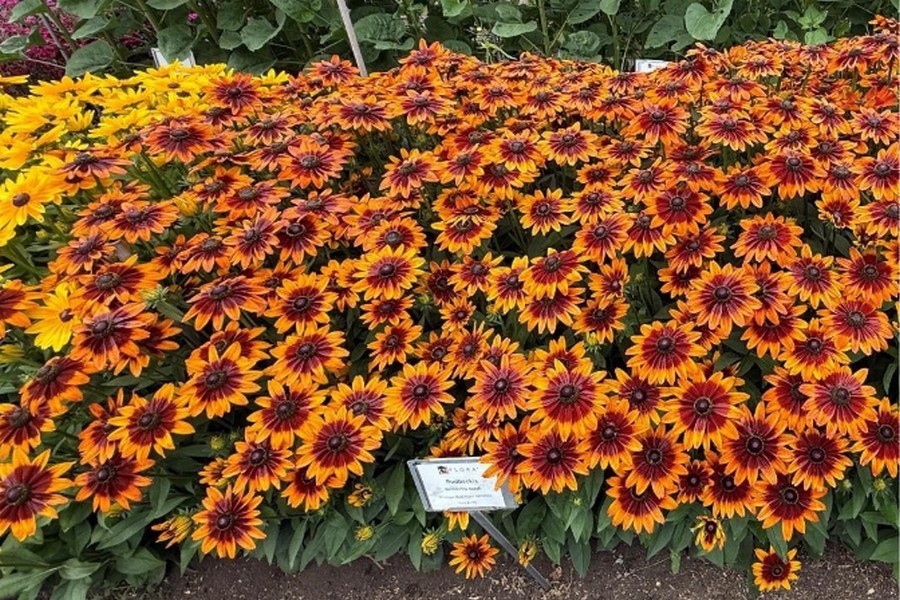 International interest blooms at California Cut Flower Trials 2025