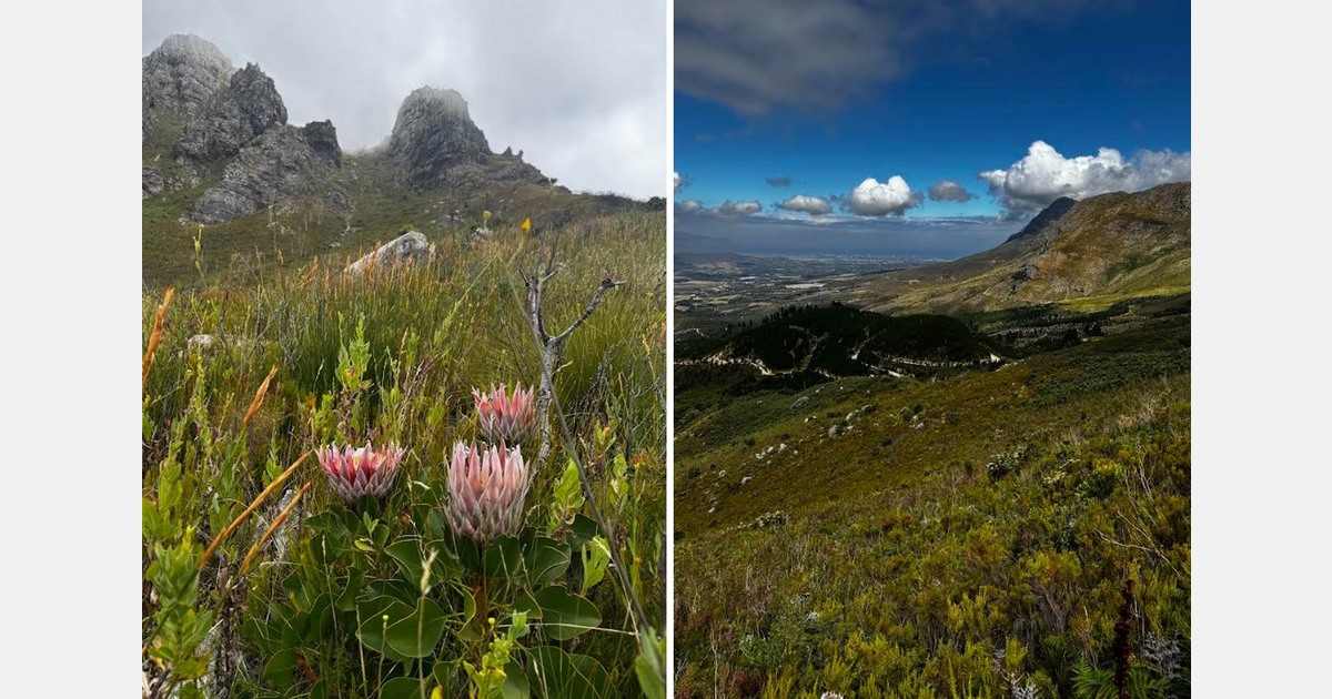 The importance of fire in fynbos according to South African grower and ...