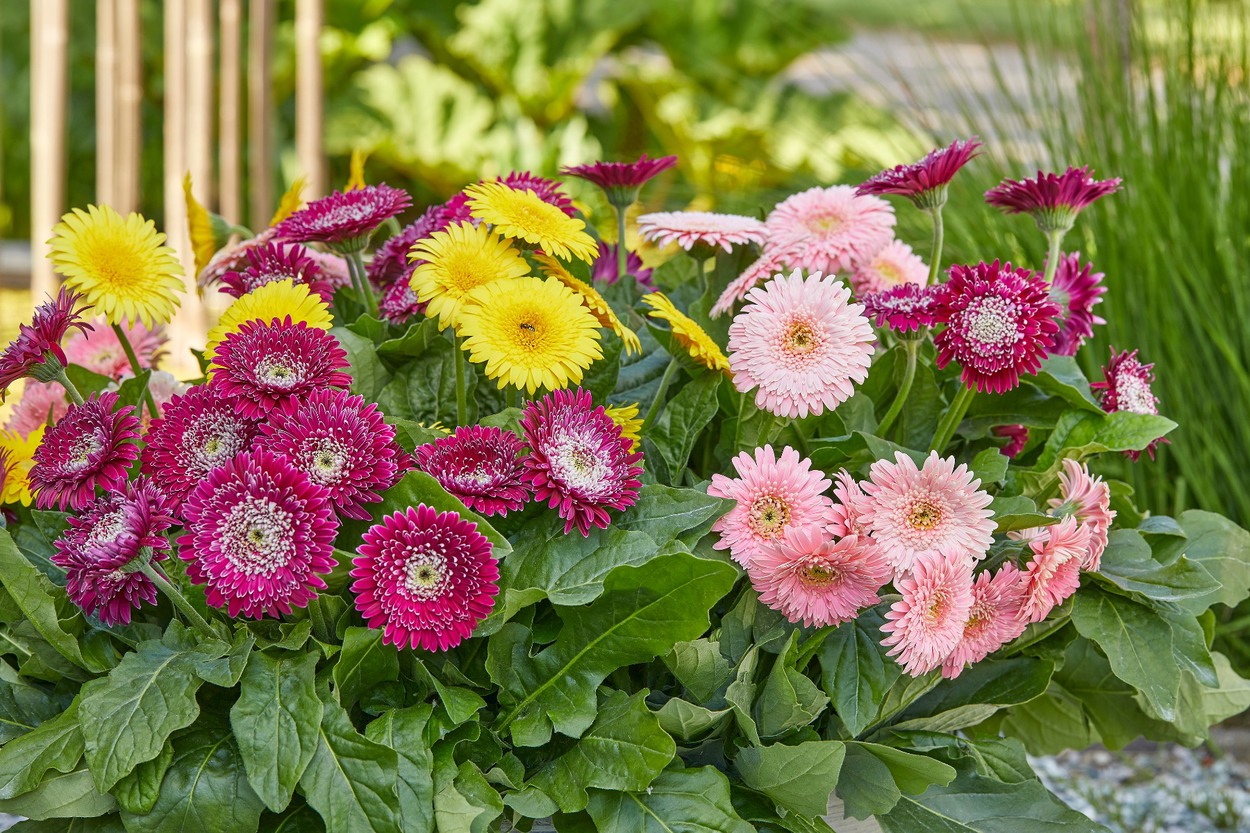 "Garvinea® series raises the bar for outdoor Gerberas in India"