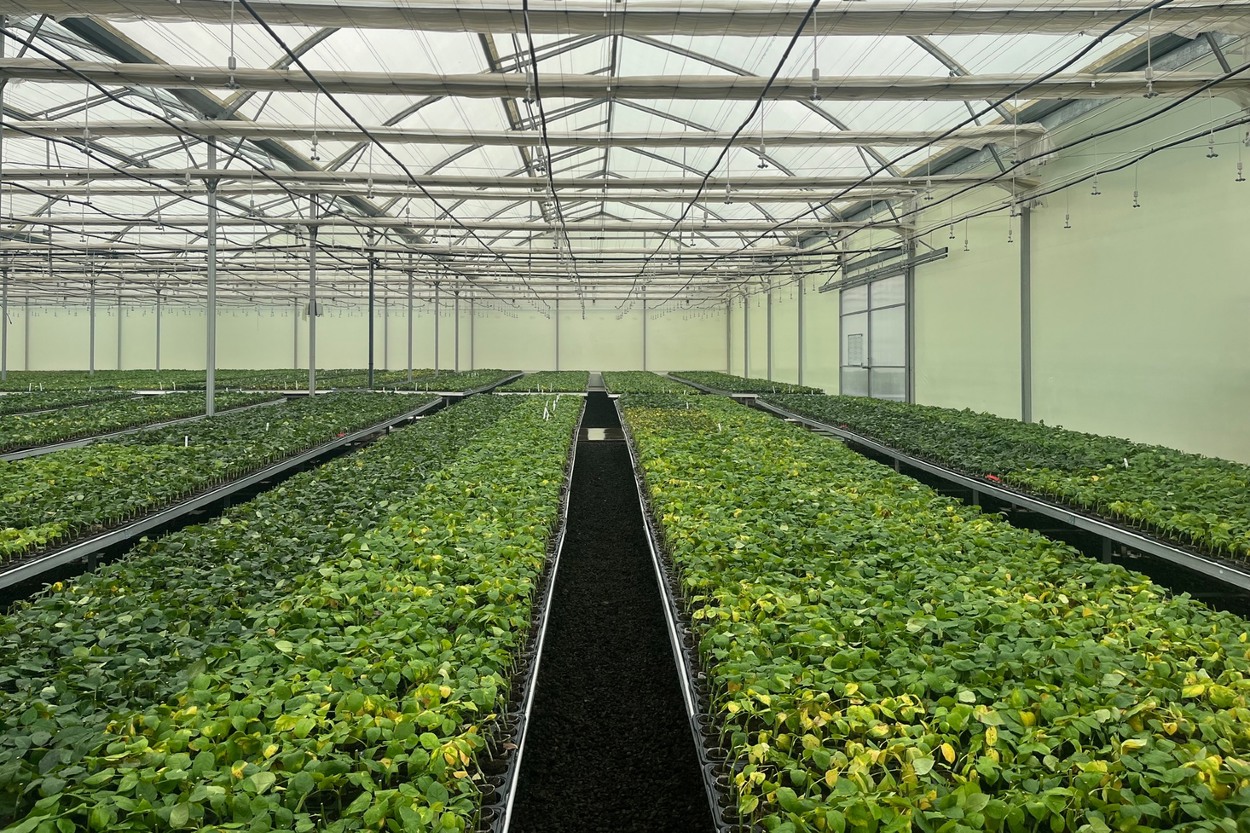Plantlab Kenya expands propagation capacity with new multi-zone ...