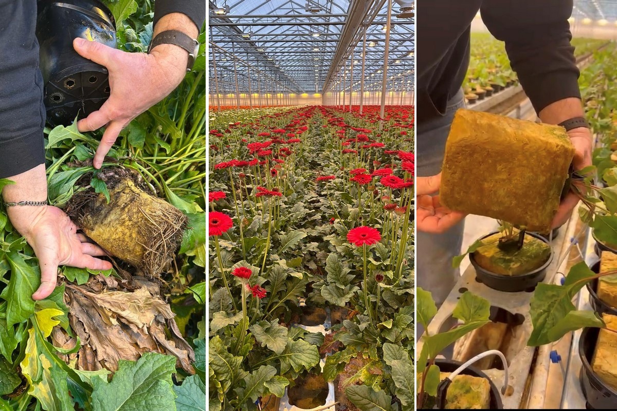 Balancing air and water: Gerbera cubes that address a persistent ...