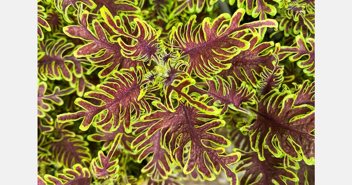 Lime Edge (Skeletal) Coleus named Flower of the Year in Japan
