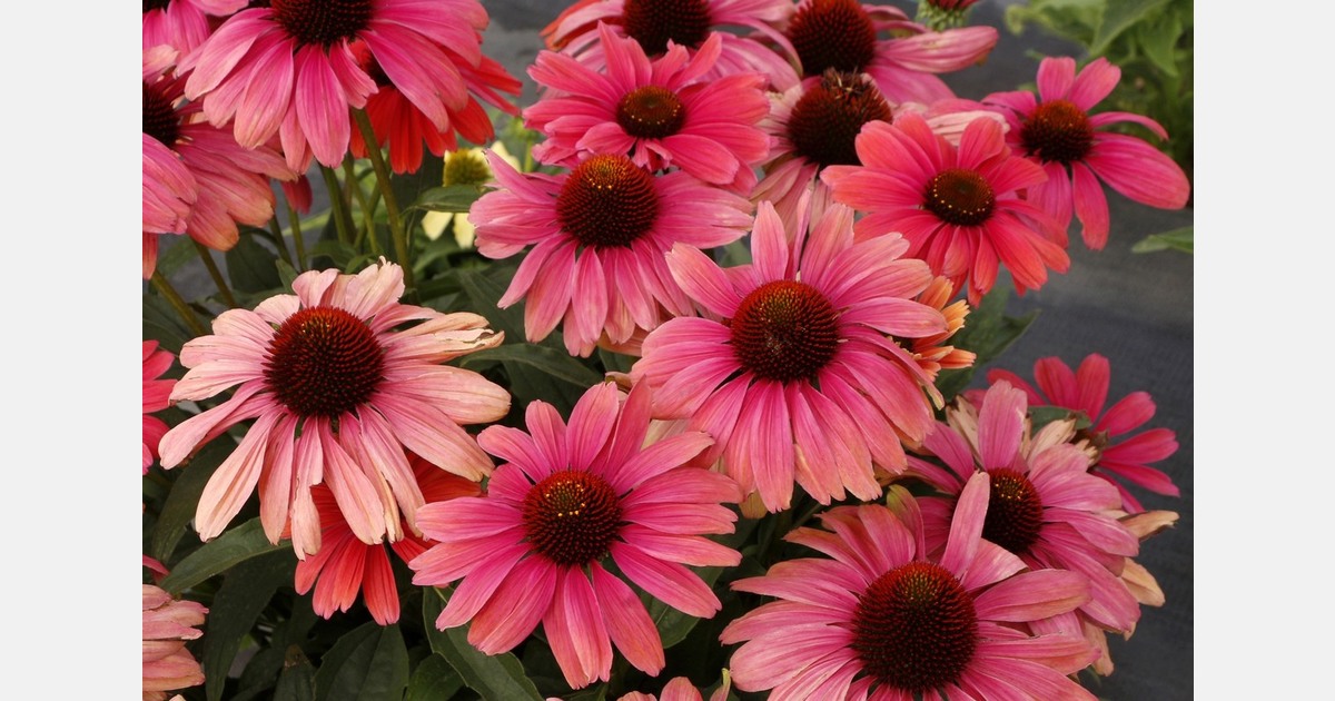 Terra Nova launches custom plant flyer program