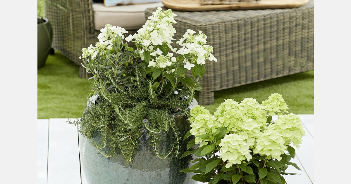 "Bloomulus conveys the airiness of clouds with 'savoir vivre' and care ...