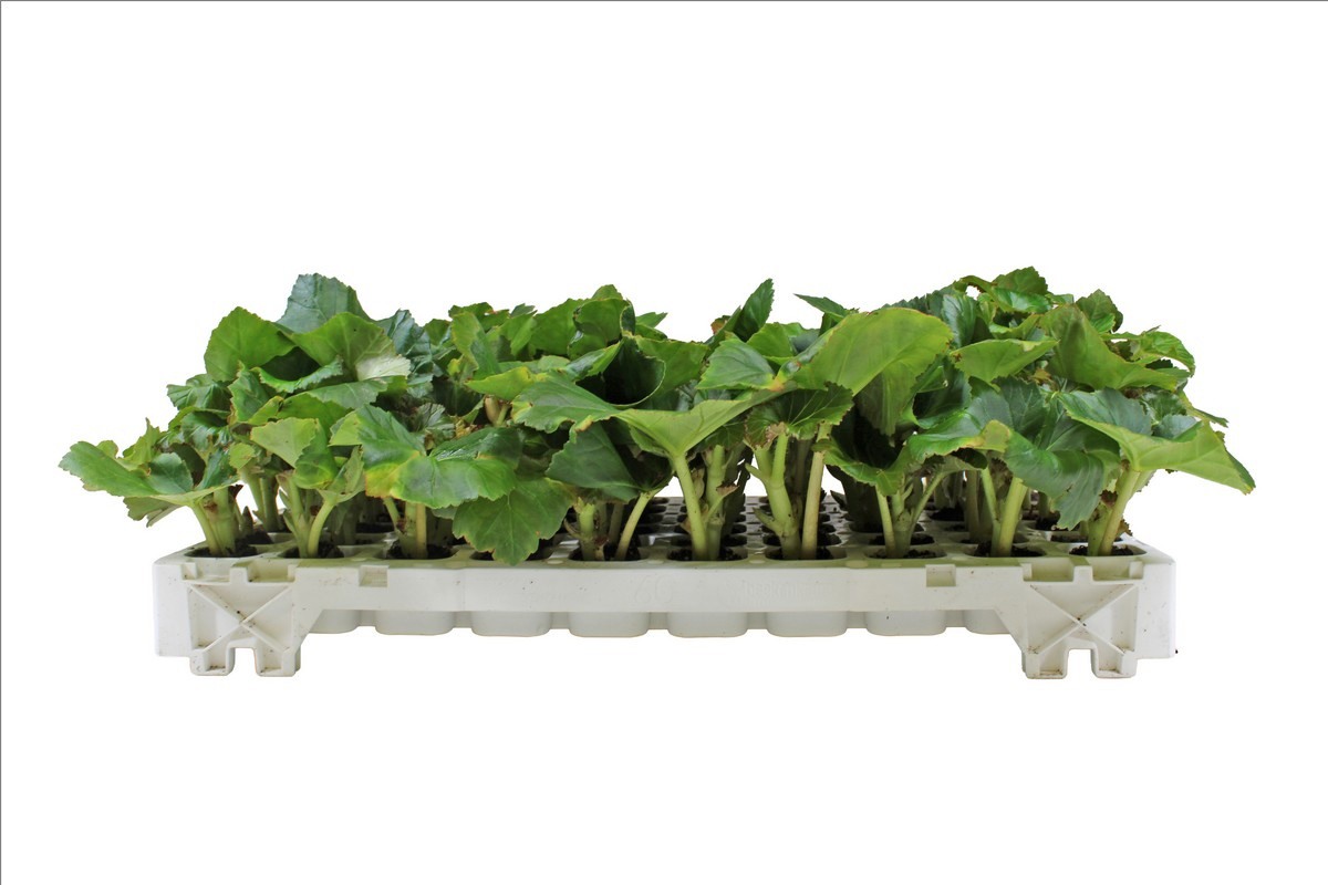 Beekenkamp Plants presents renewed Begonia Dreams and BKX-60 tray at ...