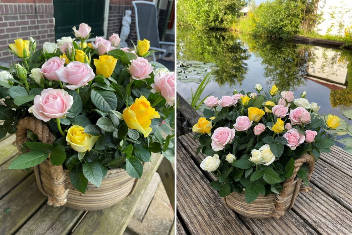 “It is one of the best varieties we have developed”