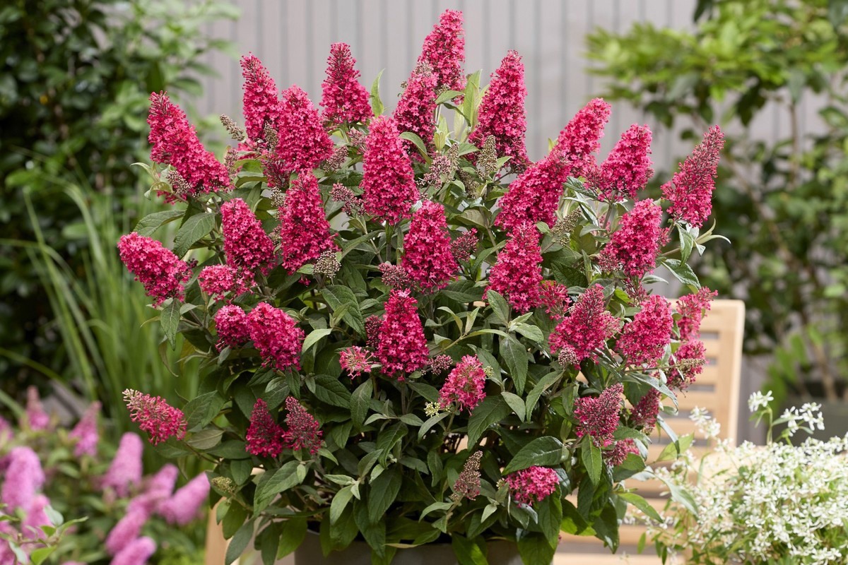 Ready-to-order innovations compete for visitor approval at Plantarium ...