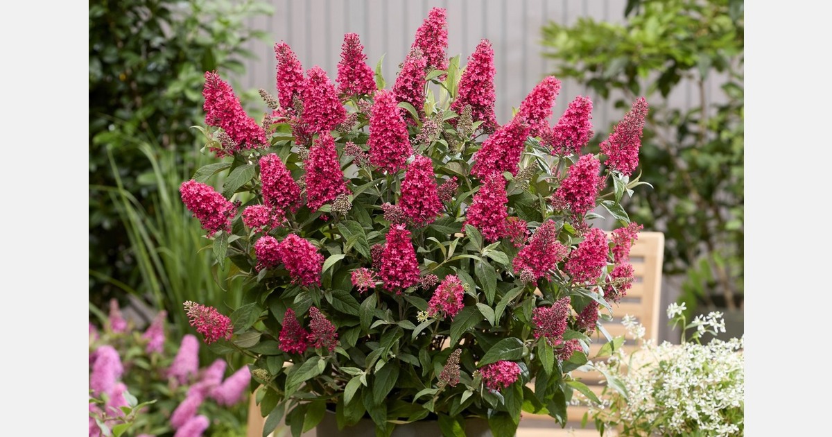 Ready-to-order innovations compete for visitor approval at Plantarium ...