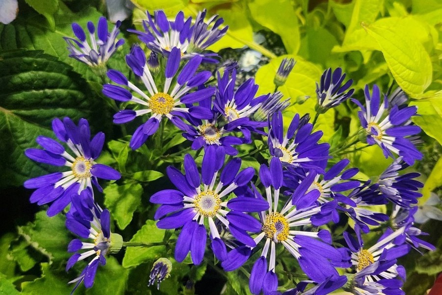 Suntory Flowers Europe introduces award-winning Senetti Blue Spoon