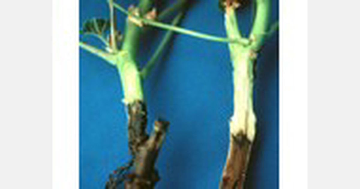 Integrating host resistance and plant protectants to manage pythium ...