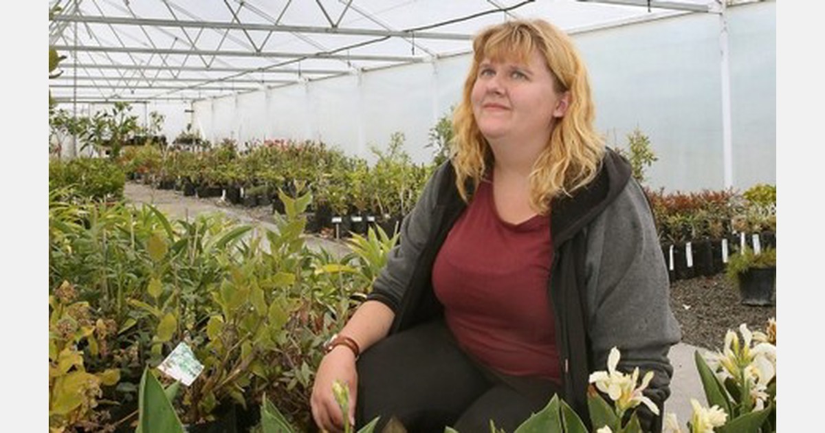 NZ: Strong winds destroy greenhouses at Marlborough garden centre
