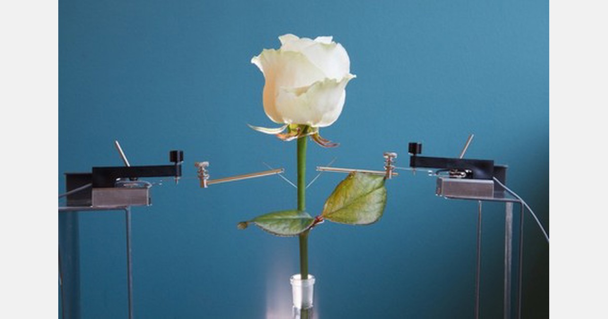 Sweden: Bionic roses implanted with electronic circuits