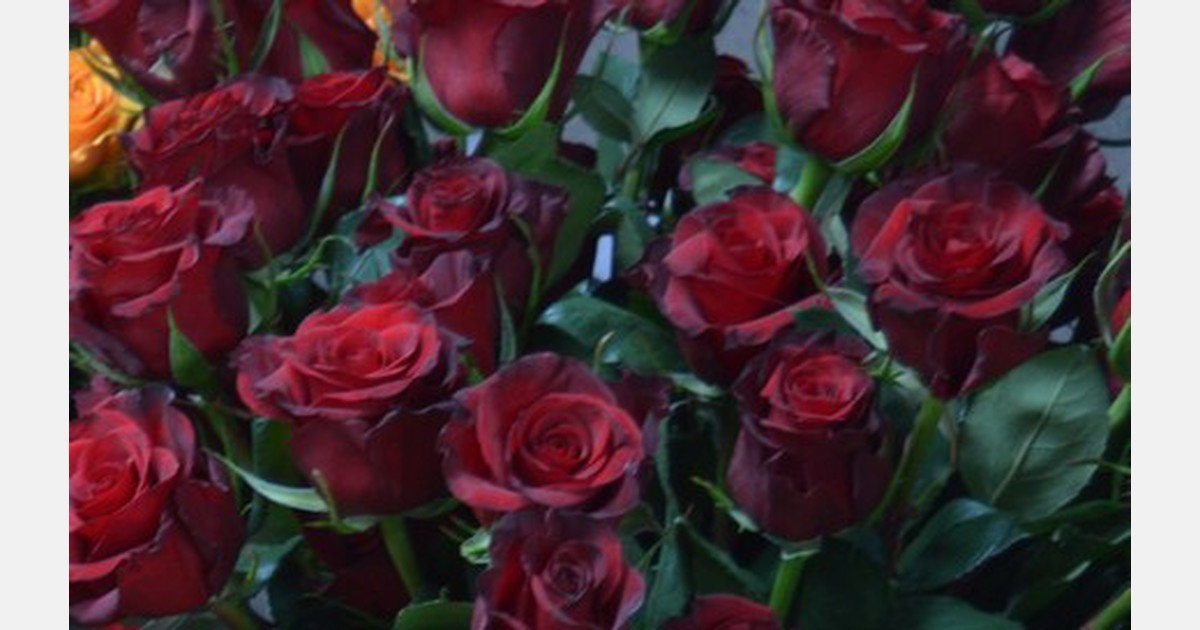 NZ: Free flowering, healthy roses feature among winning roses