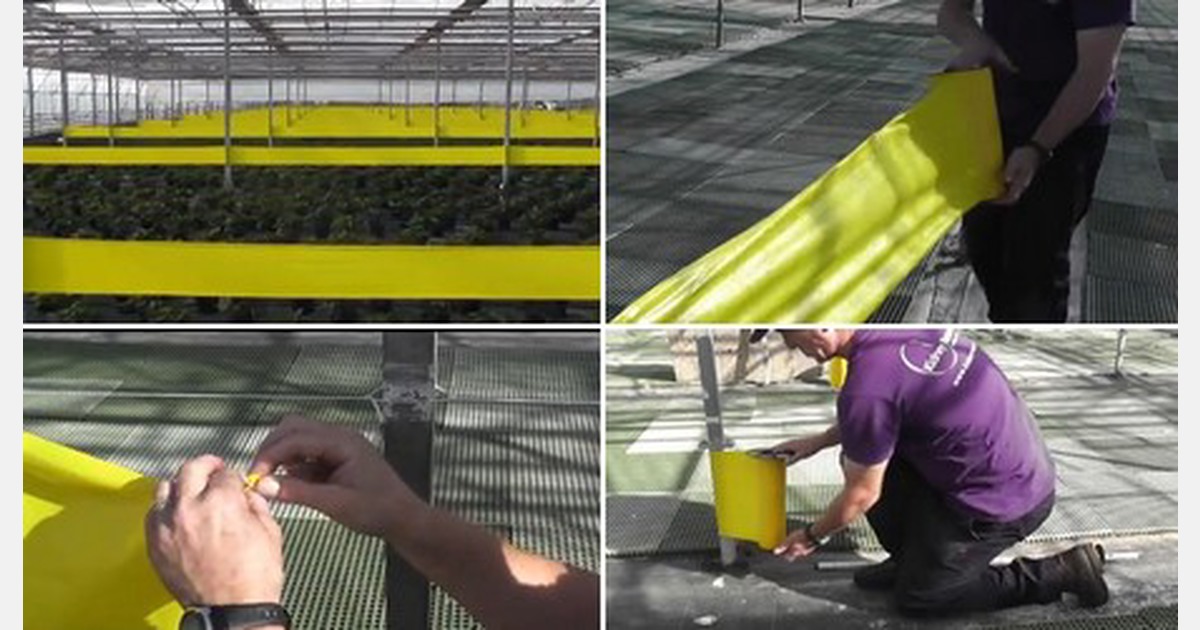 How to position and install roller sticky traps