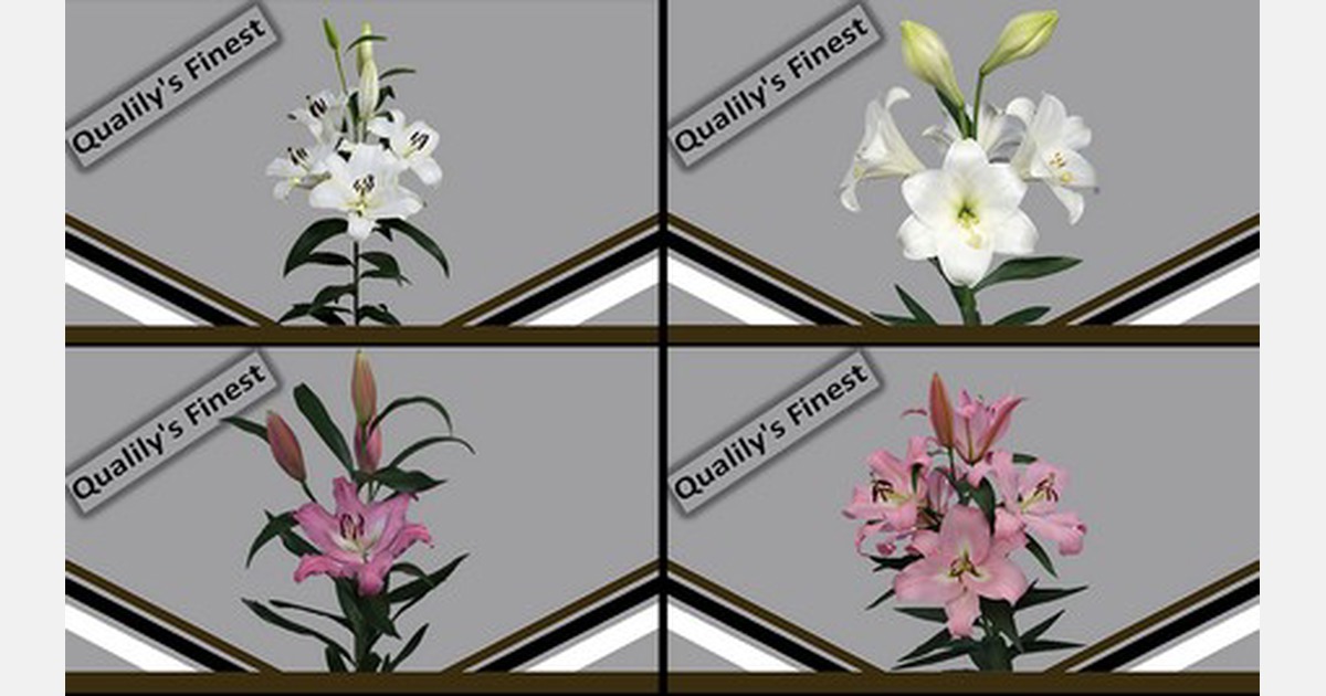 Qualily: New and limited edition of lilies