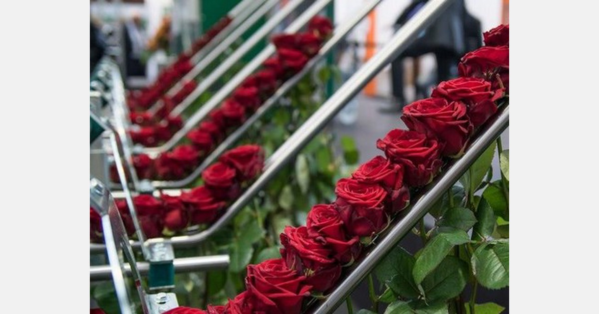 RoseMatic system streamlines rose processing