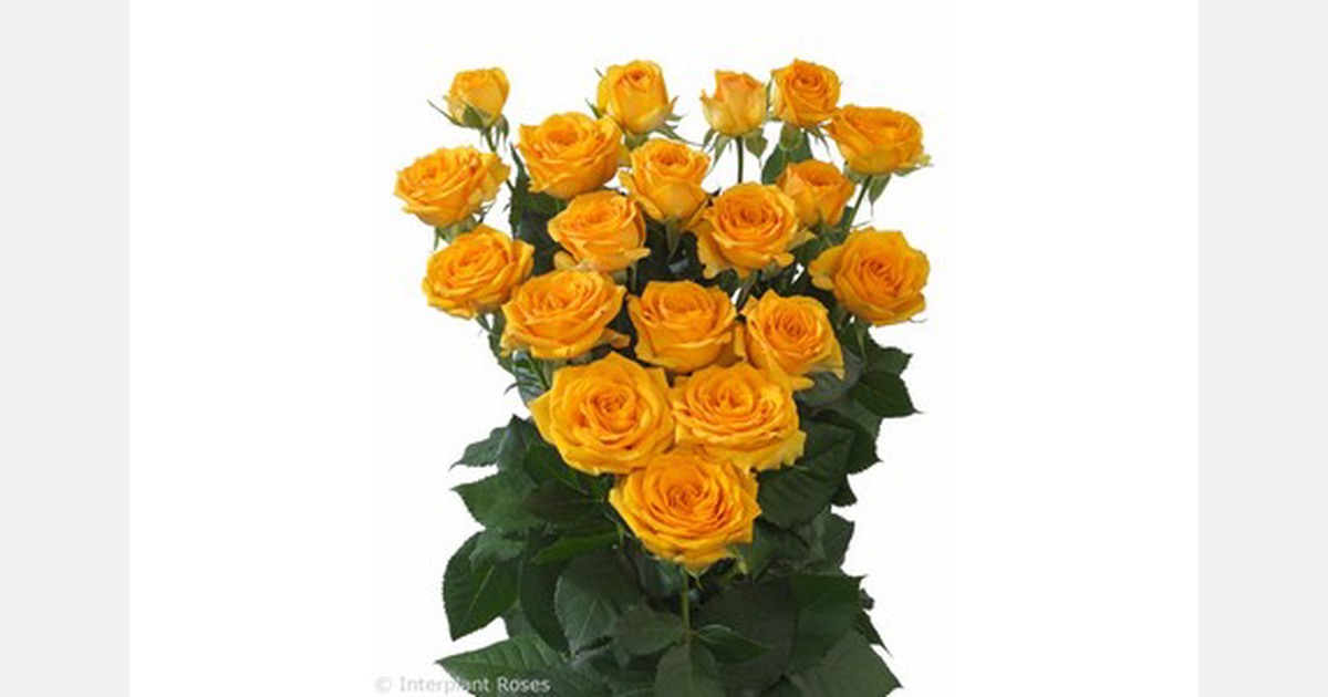 Interplant presents new Spray Rose variety