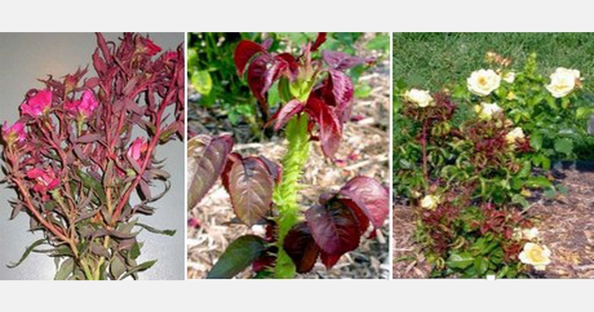 Rose Rosette Disease (RRD) in cultivated roses