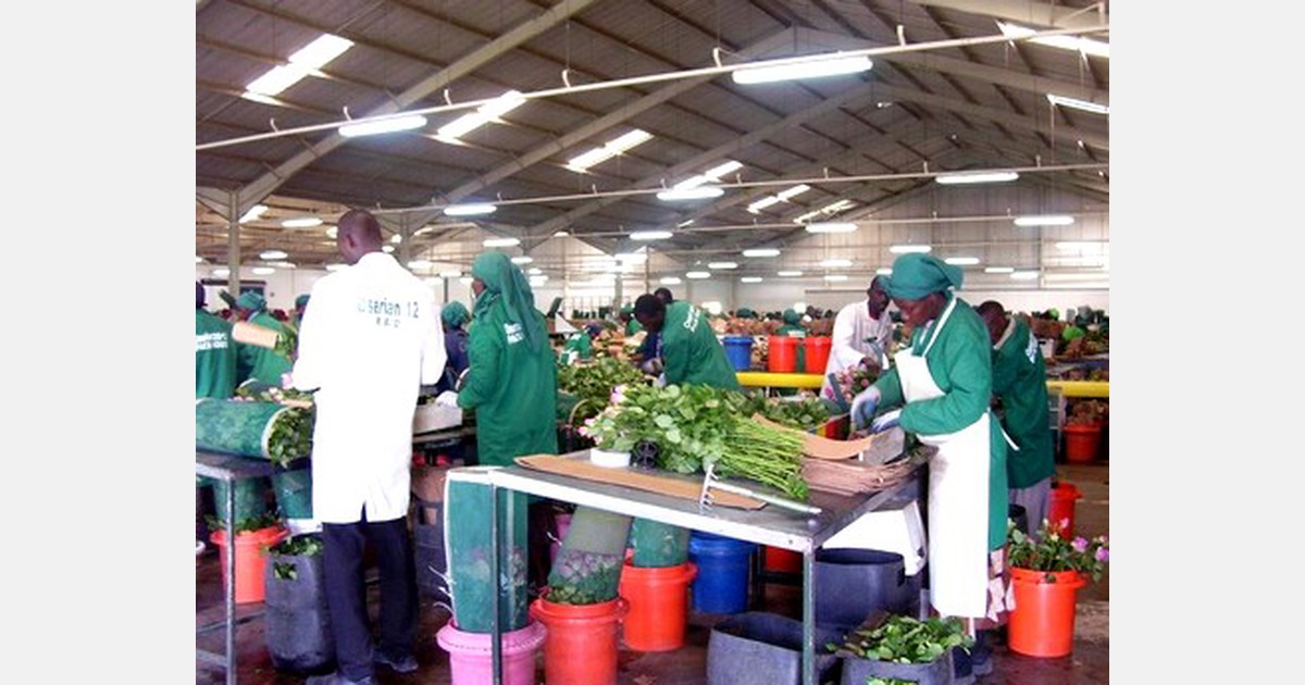 Kenya: Oserian flower farm to lay off 400 employees